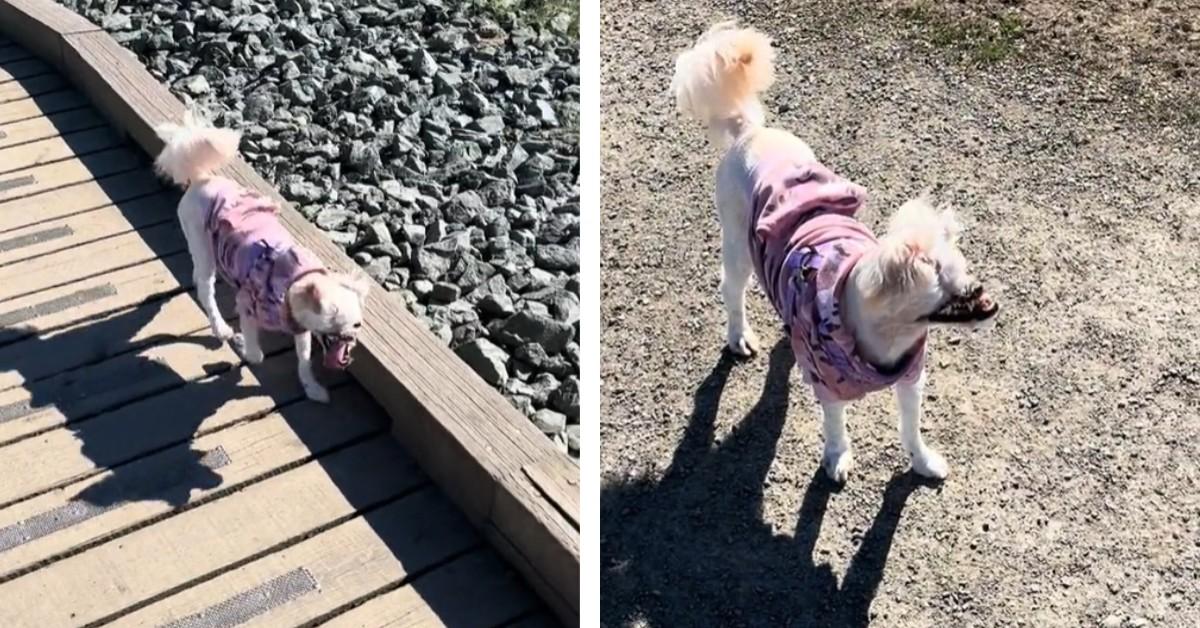 What Happened to Mugsy the Dog? Meet the Internet's Favorite Pooch