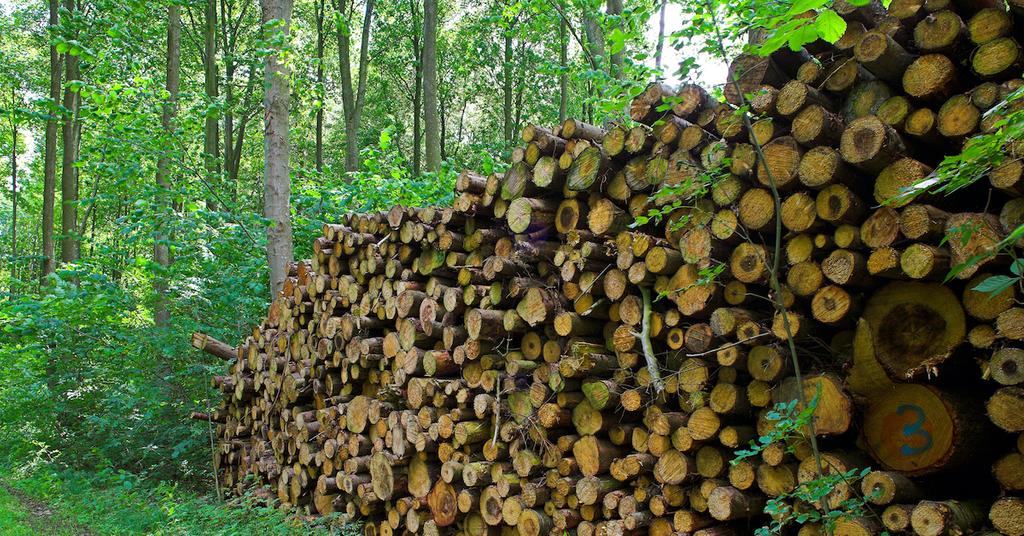 Reverse Deforestation Efforts Being Made, to Fix Years of Damage