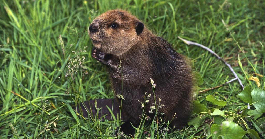 What Do Beavers Eat? An Inside Look at These Herbivores