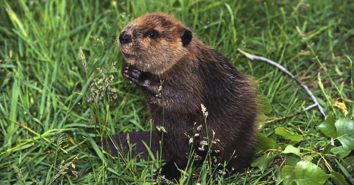 What Do Beavers Eat? An Inside Look at These Herbivores