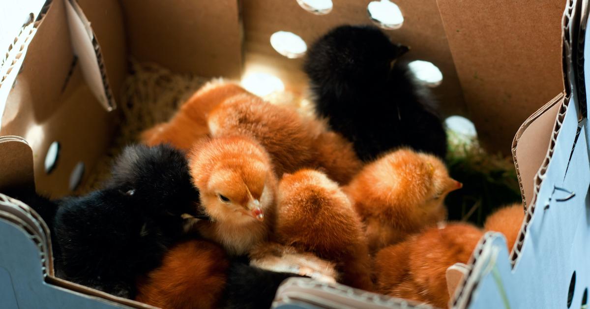 Baby Chicks Are Dying in the Mail by the Thousands Due to USPS