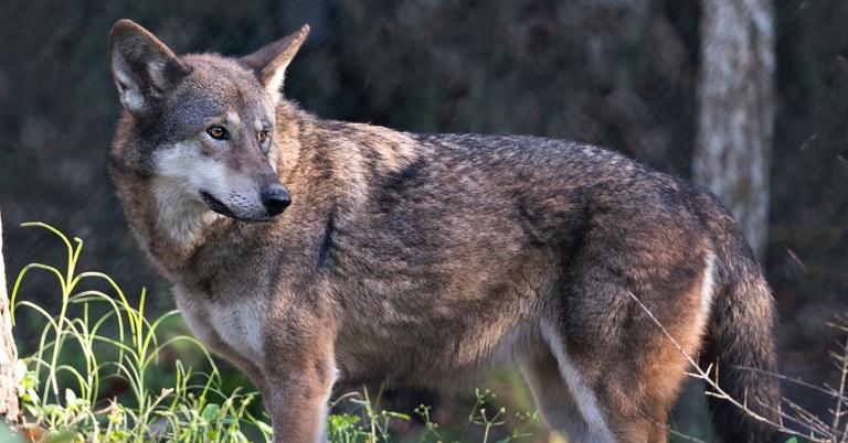 The U.S. Has Updated Its Red Wolf Recovery Plan — Details