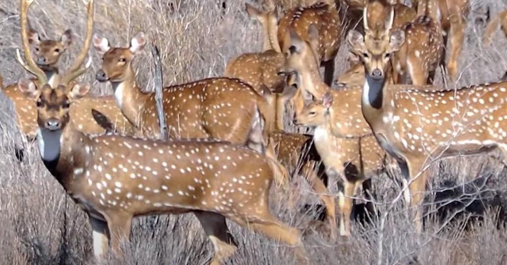 Hawaii’s Axis Deer Population Is Exploding — And Impacting Natural ...