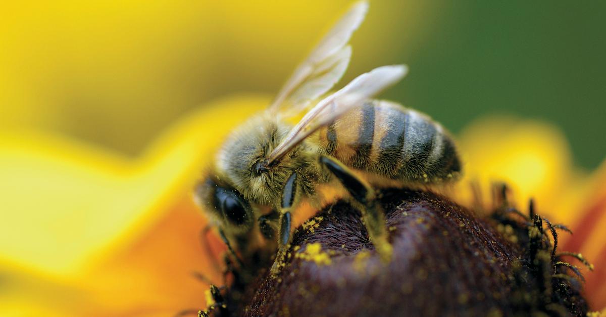 What Happens If Bees Go Extinct? The Results Would Be Catastrophic
