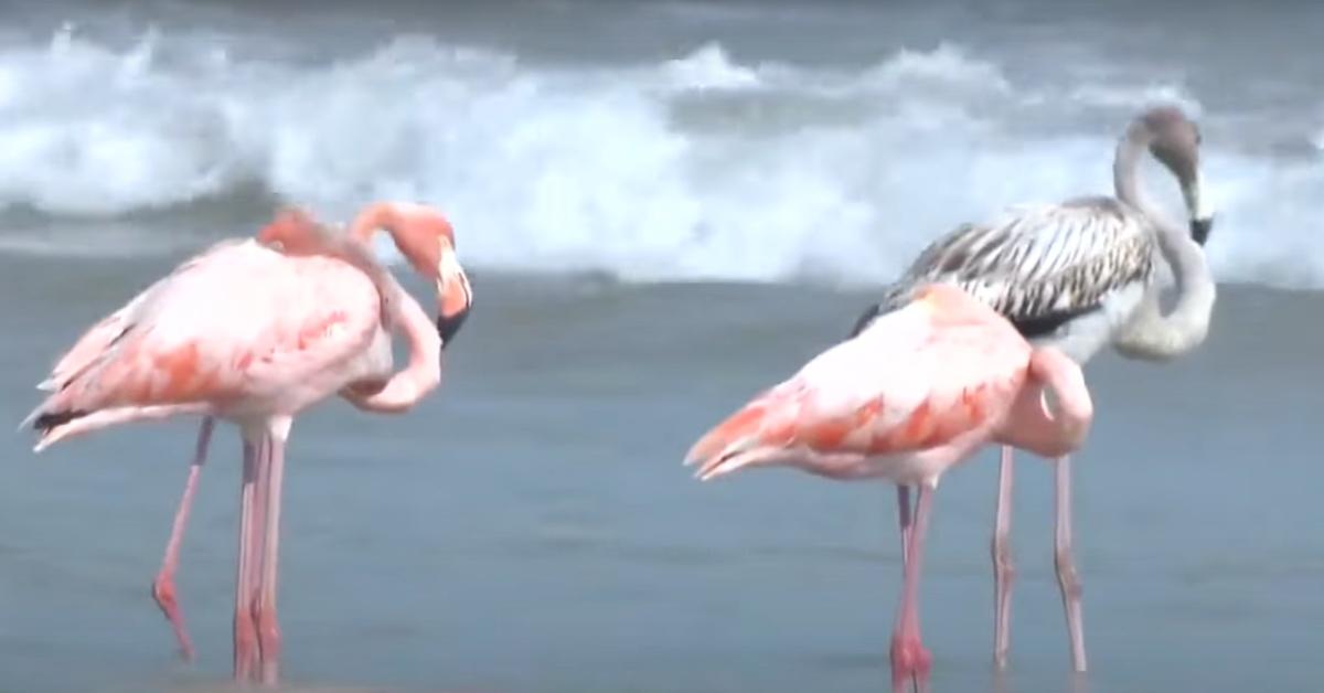 Pink Flamingos in Port Washington, Wisconsin, Stun Locals