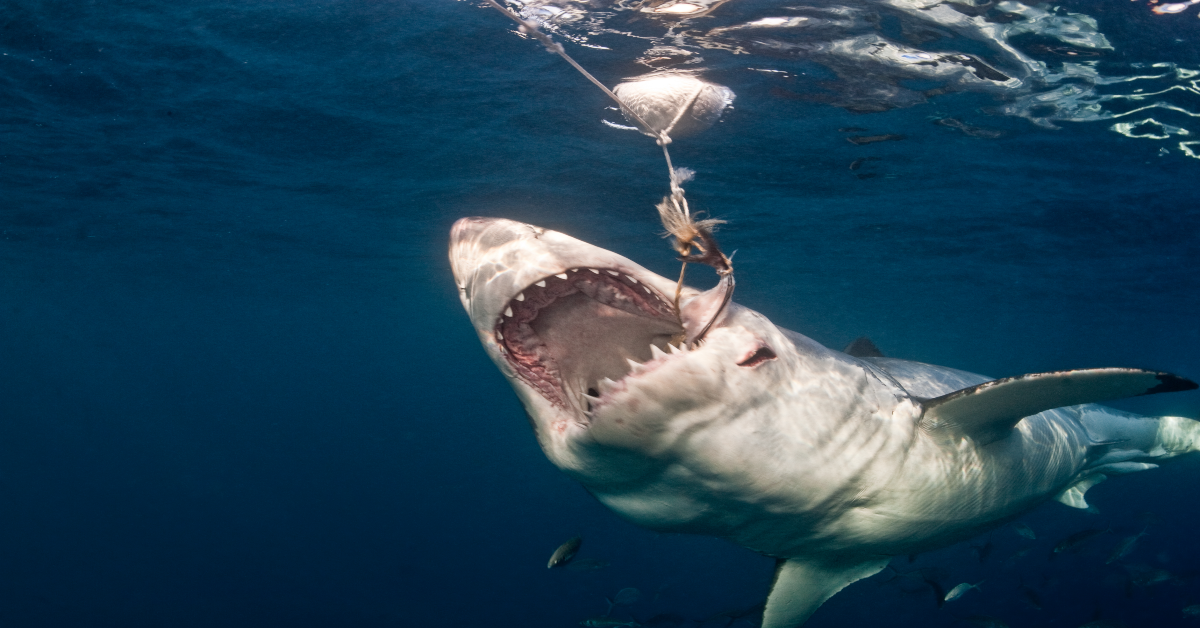 Exploring the Brutal Practice of Shark Finning