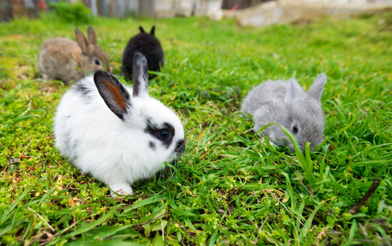 Do Rabbits Lay Eggs? Where Do Baby Bunnies Come From?