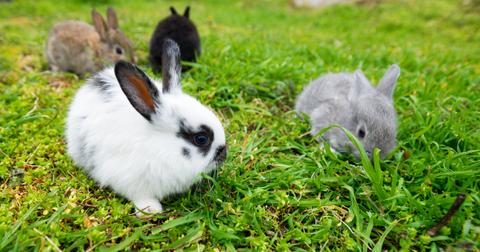 Do Rabbits Lay Eggs? Where Do Baby Bunnies Come From?