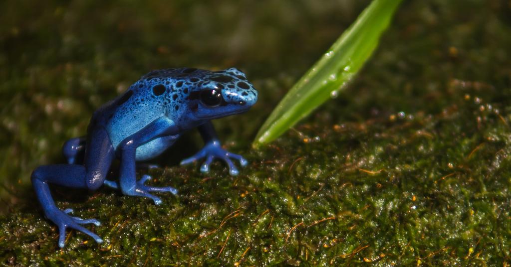 10 Facts About Poison Dart Frogs, Who Are Tiny but Deadly