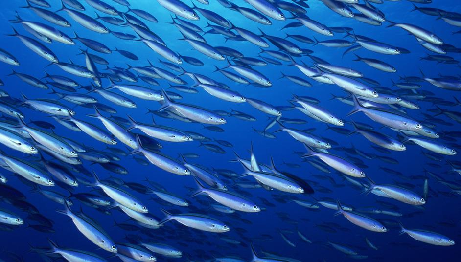 Invasive Fish Species That You Should Know About