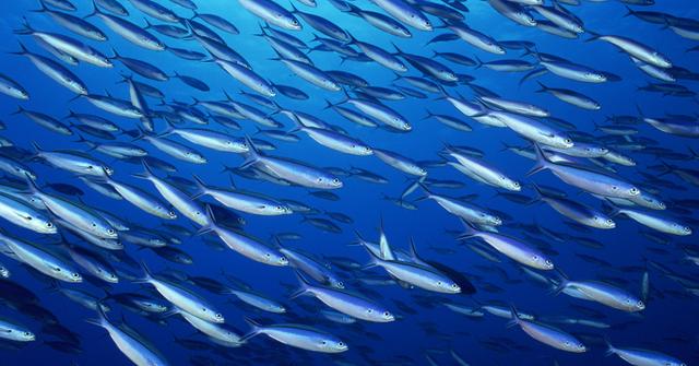 Invasive Fish Species That You Should Know About