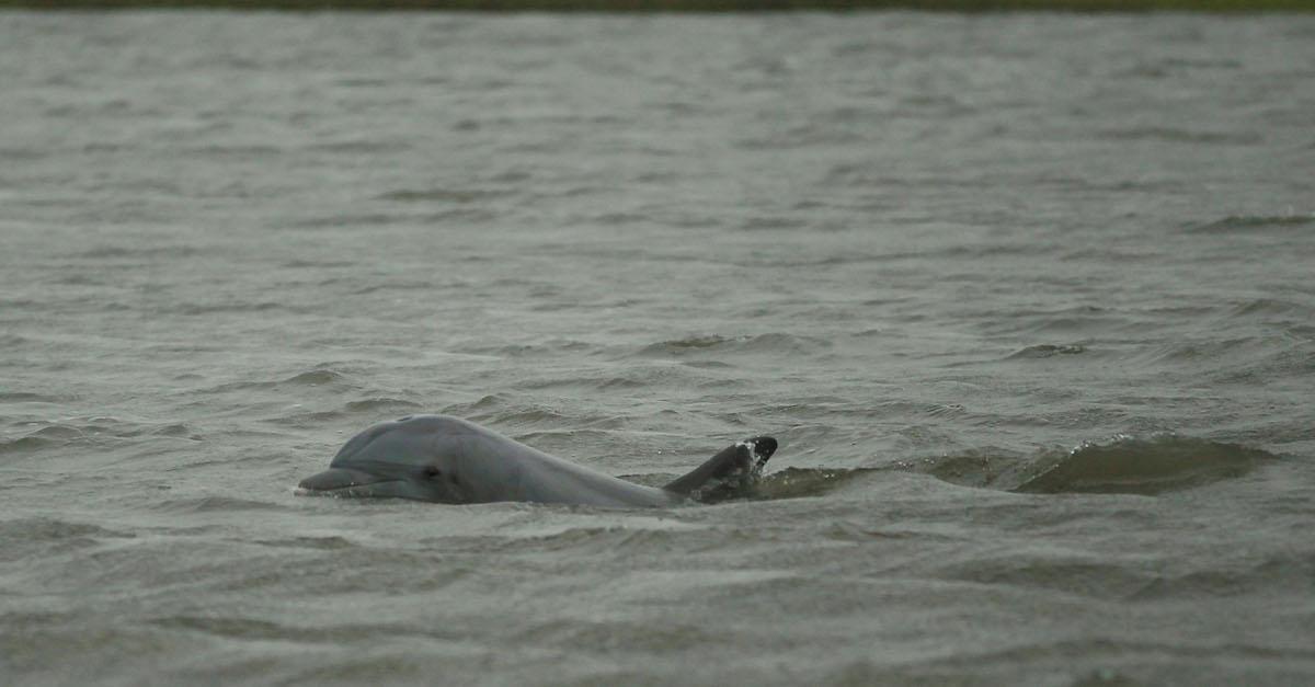 Deepwater Horizon Oil Spill: What Happened, and Its Longterm Effects