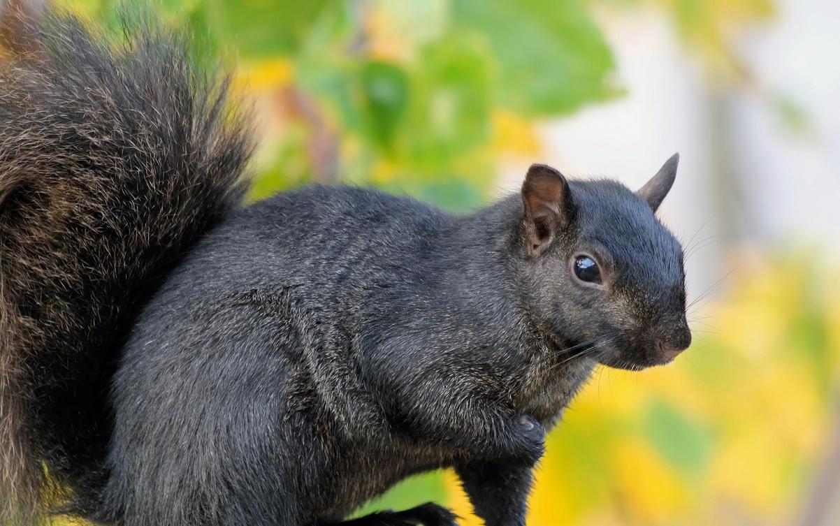 Learn All About the Rare and Unique Black Squirrel