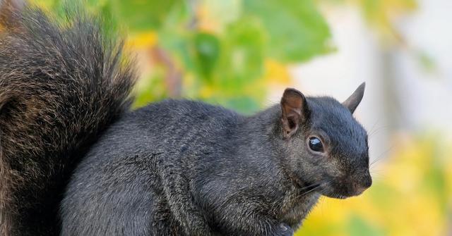 Learn All About the Rare and Unique Black Squirrel