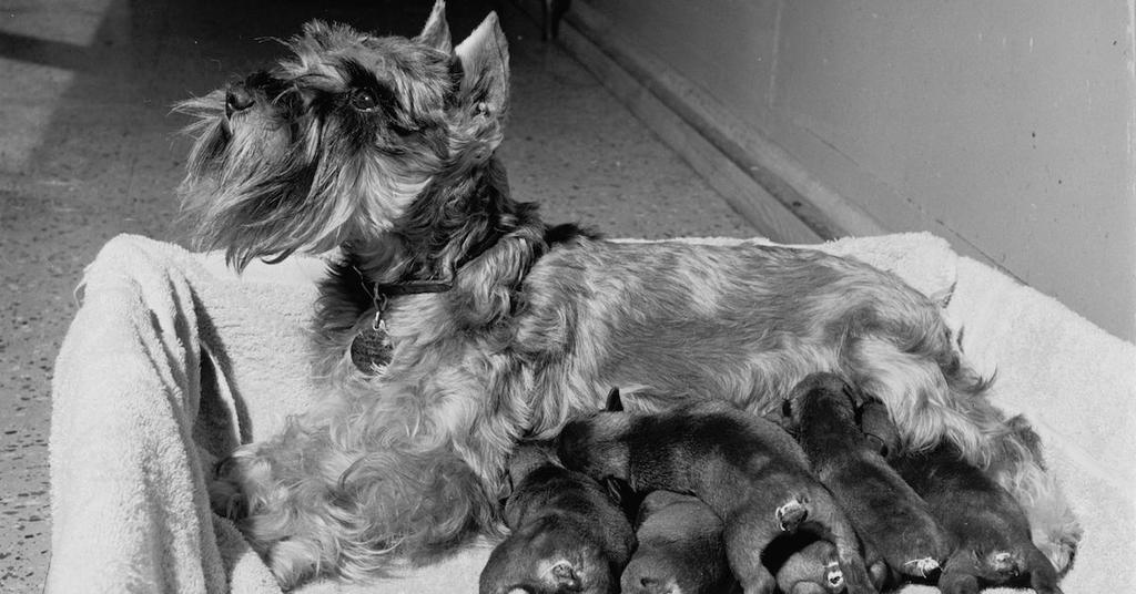 What You Should Do If Your Pet Goes Into Labor, to Ensure They're Safe