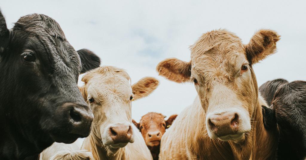 How Climate Change Affects Animals Will Break Your Heart