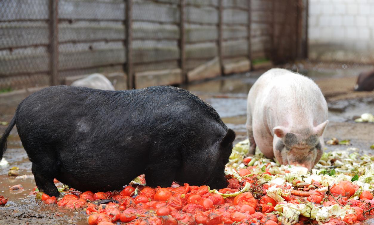 What Do Pigs Eat? Pig Diets Are Similar to Human Diets