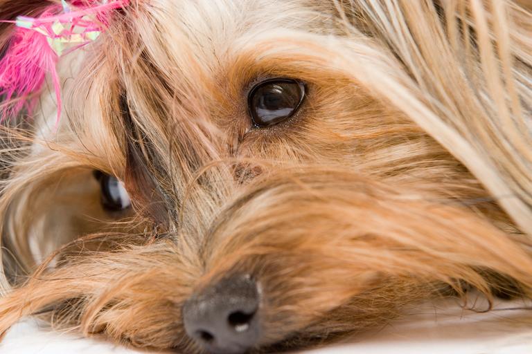 How to Adopt a Hypoallergenic Dog: 6 Tips