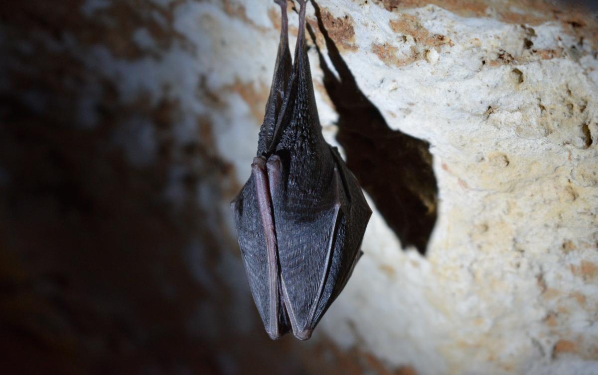 Your Guide to Fascinating Animals That Hang Upside Down