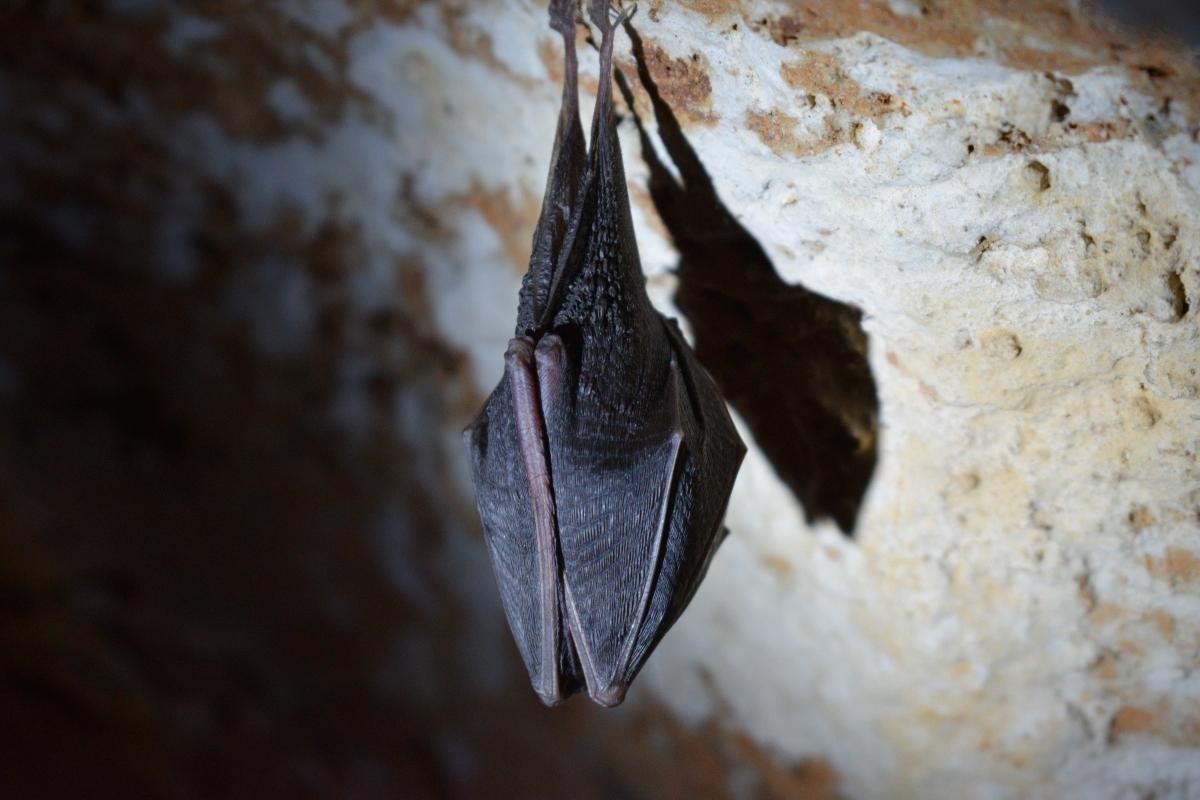 Your Guide to Fascinating Animals That Hang Upside Down