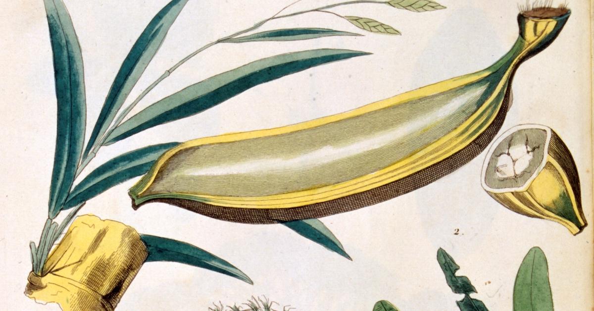 What Fruit Looked Like 100 Years Ago, Before Genetic Modification