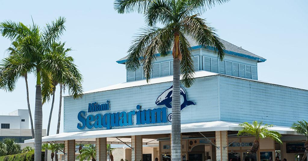 Manatees Romeo, Juliet, Clarity Transferred From Miami Seaquarium Manatees Romeo, Juliet, Clarity Transferred From Miami Seaquarium
