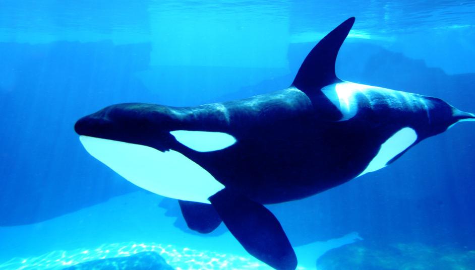 The Dark Side of SeaWorld and Animal Abuse