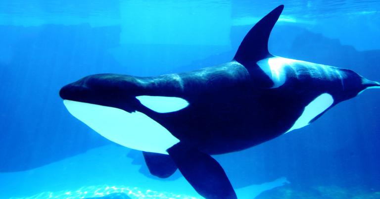 The Dark Side of SeaWorld and Animal Abuse