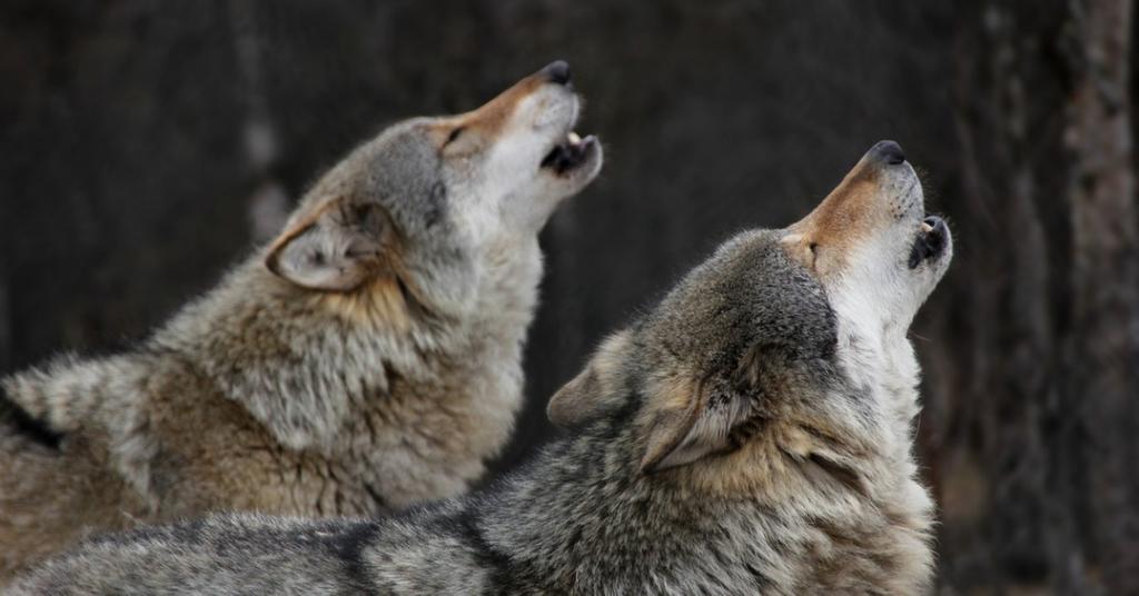 Animals That Mate for Life — We Love These Monogamous Creatures