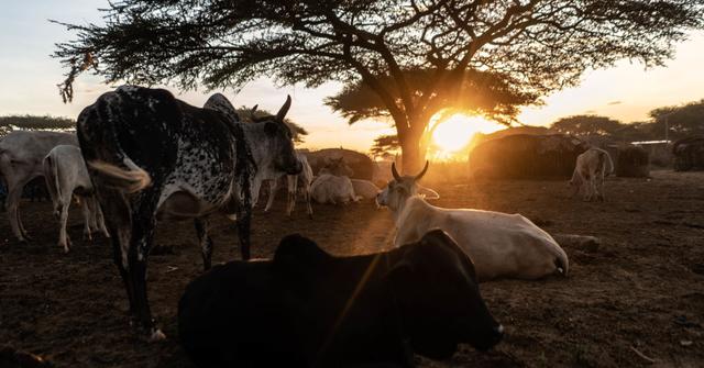 What Is Pastoralism? The Environmental Impacts of Animal Agriculture