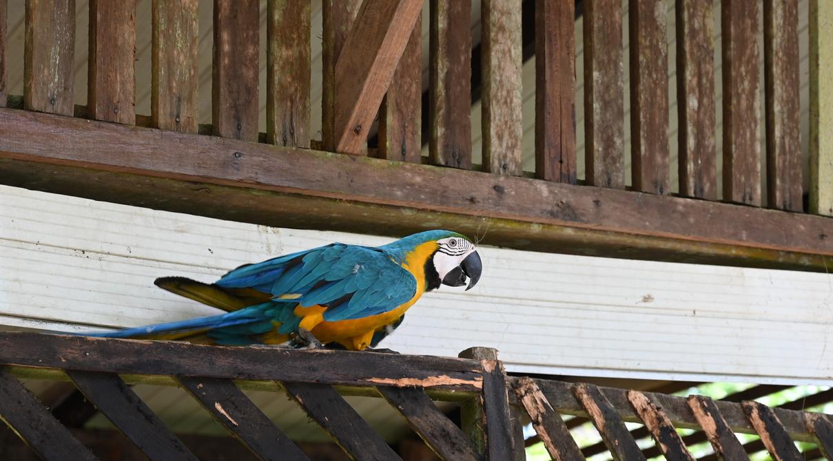 Fun Facts About the Amazon Rainforest — the Largest Rainforest in the World