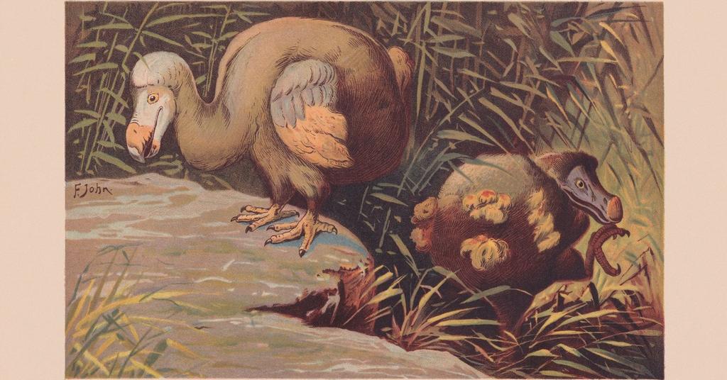 Why Is the Dodo Bird Extinct?