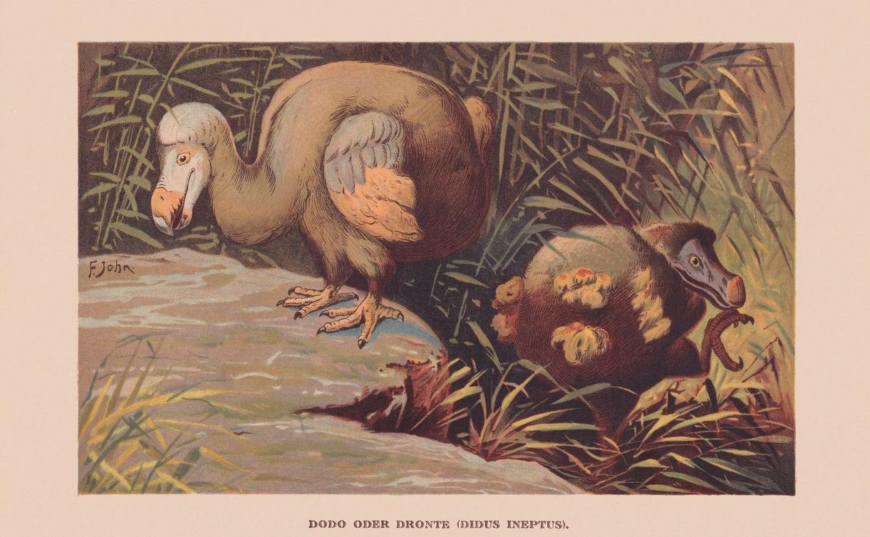 Why Is the Dodo Bird Extinct?