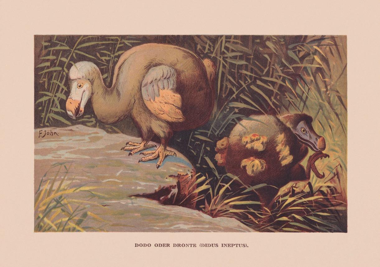 Why Is the Dodo Bird Extinct?