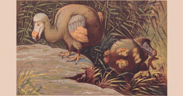 Why Is the Dodo Bird Extinct?