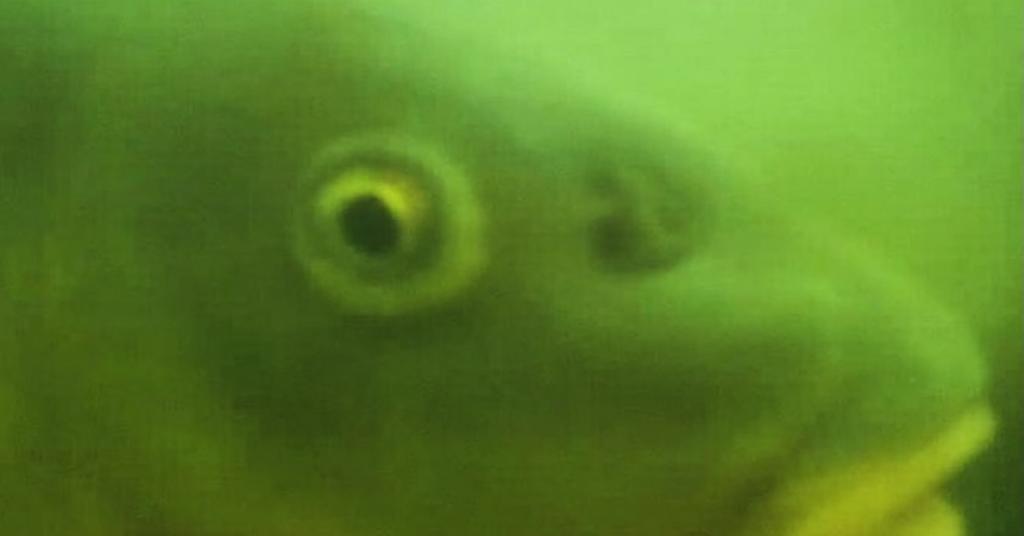 Fish Doorbell Season Is Finally Back — How to Watch