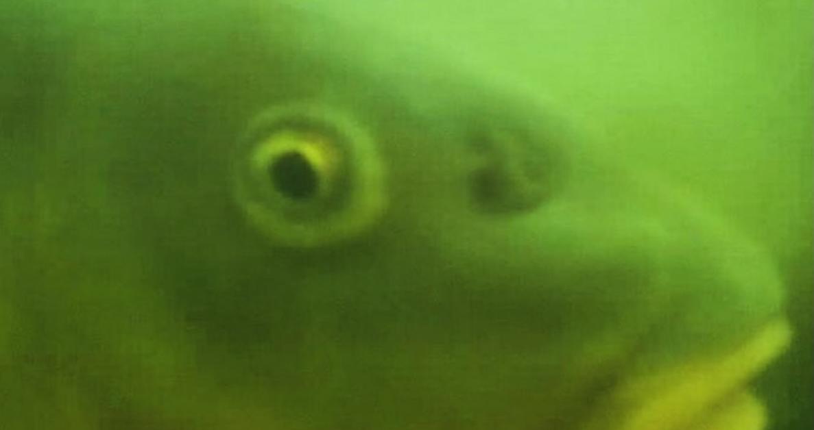 Fish Doorbell Season Is Finally Back — How to Watch