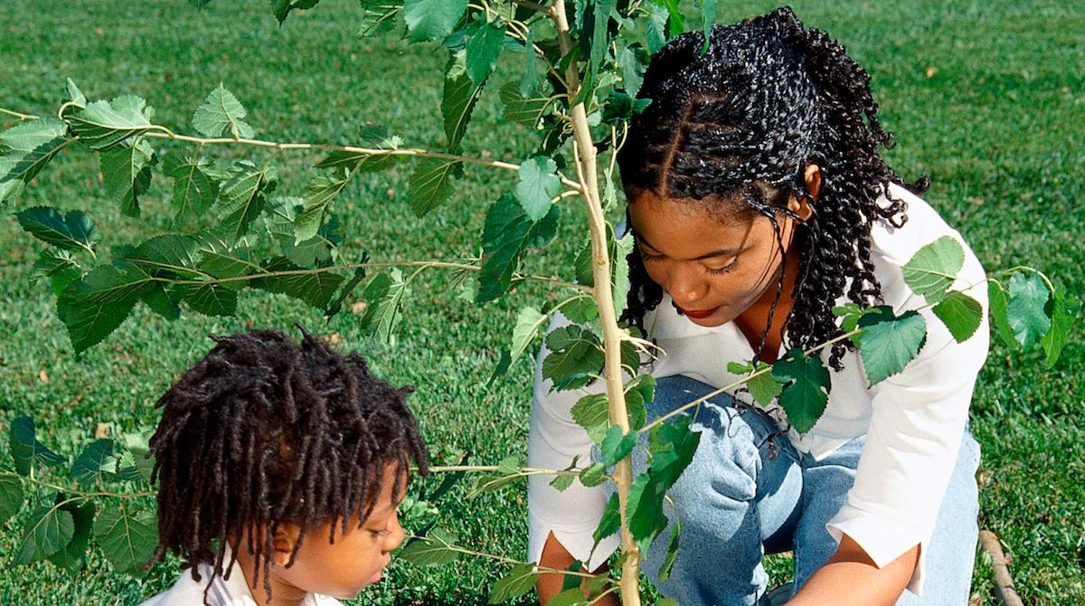 Where to Find Free Trees Near Me This Arbor Day