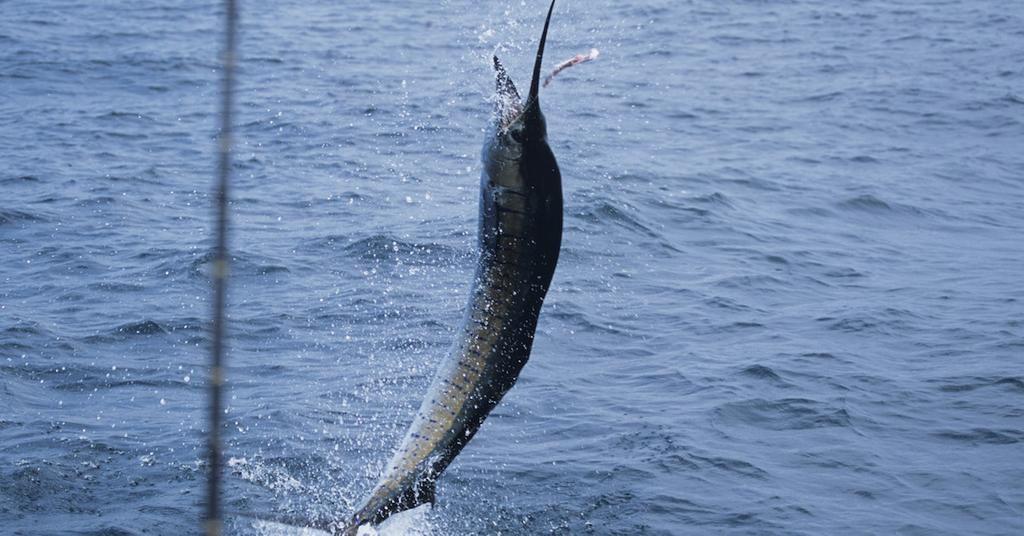 An Old Woman in Florida Was Impaled by a Sailfish — Are They Dangerous?