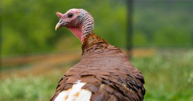 How to Adopt a Turkey for Thanksgiving From an Animal Sanctuary