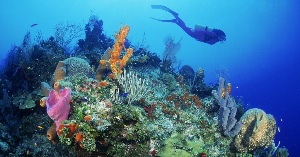 What Causes Coral Bleaching? It's Killing Planet Earth's Biggest Reefs