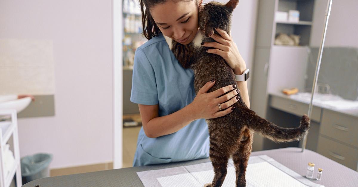 Why Do Cats' Tails Fall Off? This Rare Occurrence, Explained