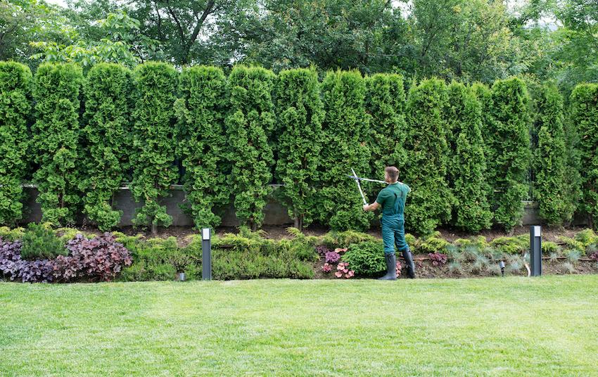 Discover the Many Benefits of Planting a Hedge Row