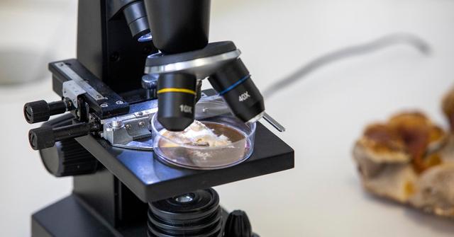 Biodegradable Coffin by Loop Biotech Benefits Nature