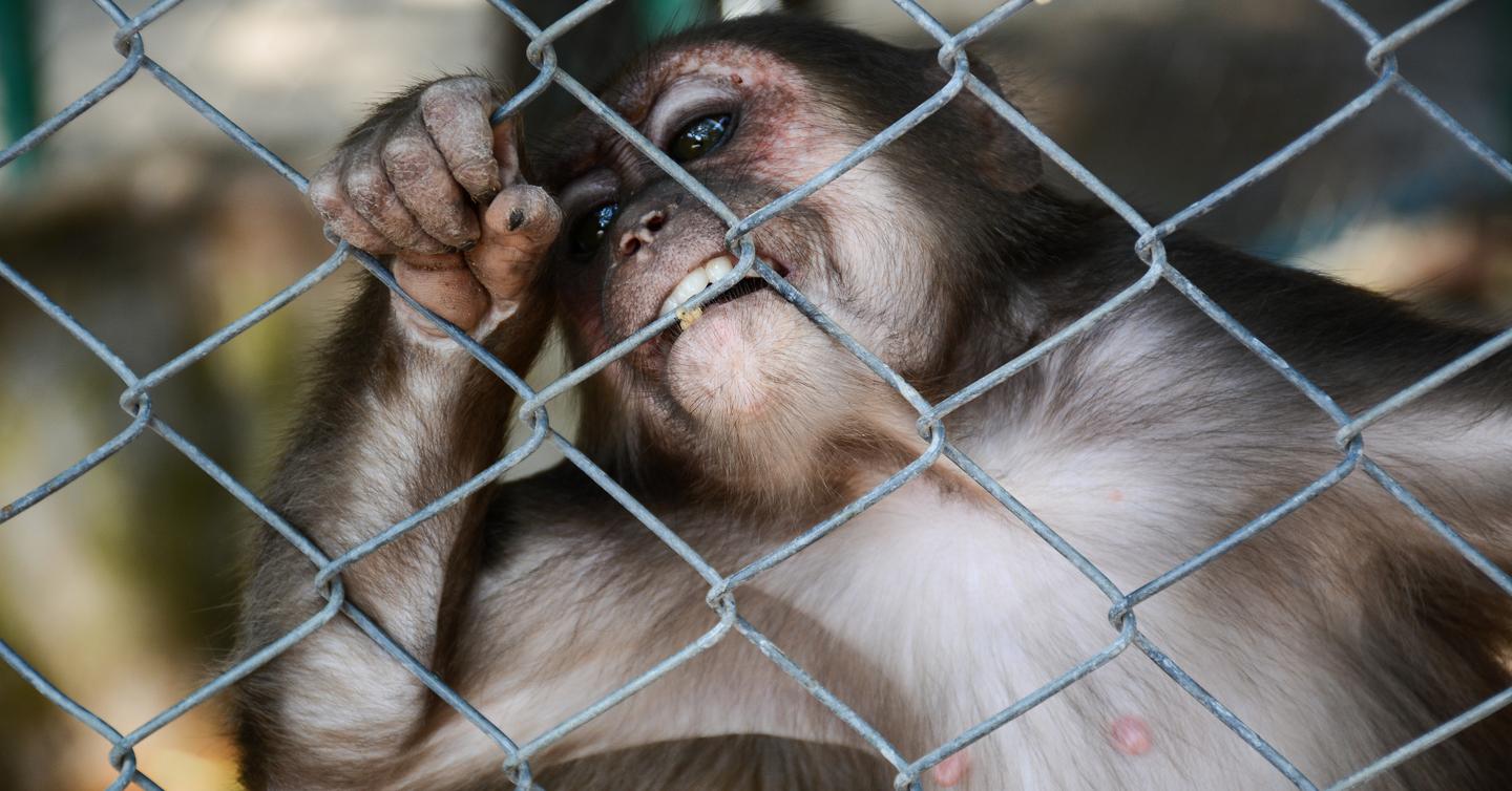 NIH Funding Committee Gives Deadline for Cutting Cruel Monkey Tests