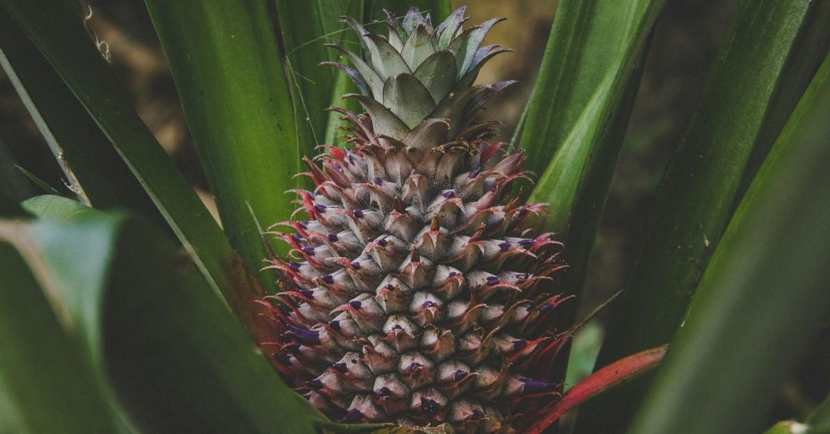Why Is It Illegal To Grow Pink Pineapples at Home?
