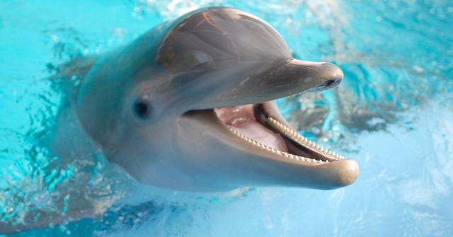 Dolphins Could Be the Key in Talking to Aliens — Details