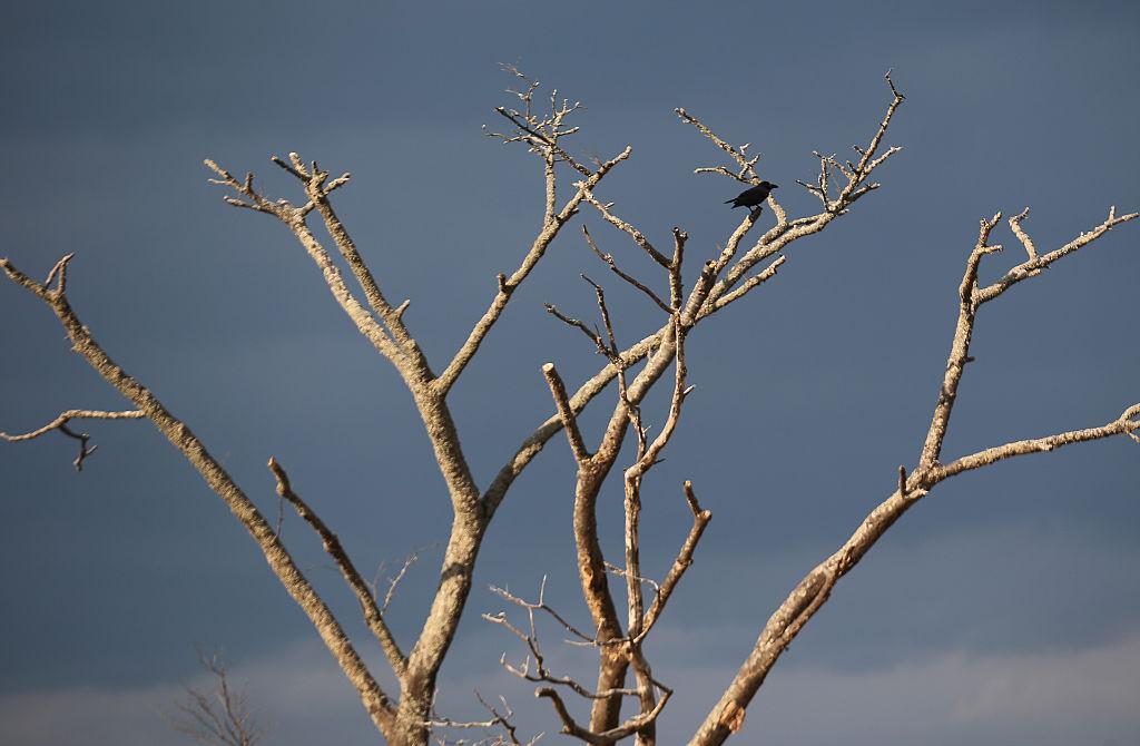 What to Know About the Fukushima Disaster Nuclear Mutations