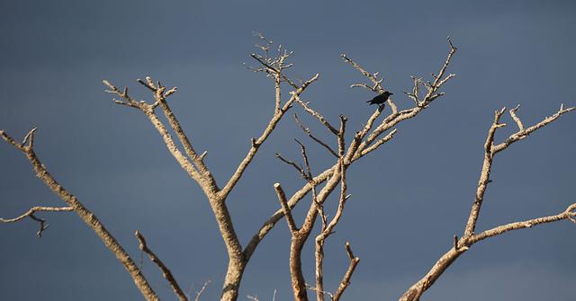 What to Know About the Fukushima Disaster Nuclear Mutations