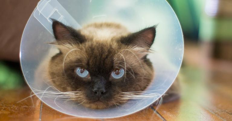 What Is My Cat Trying to Tell Me? Deciphering Sounds and Expressions